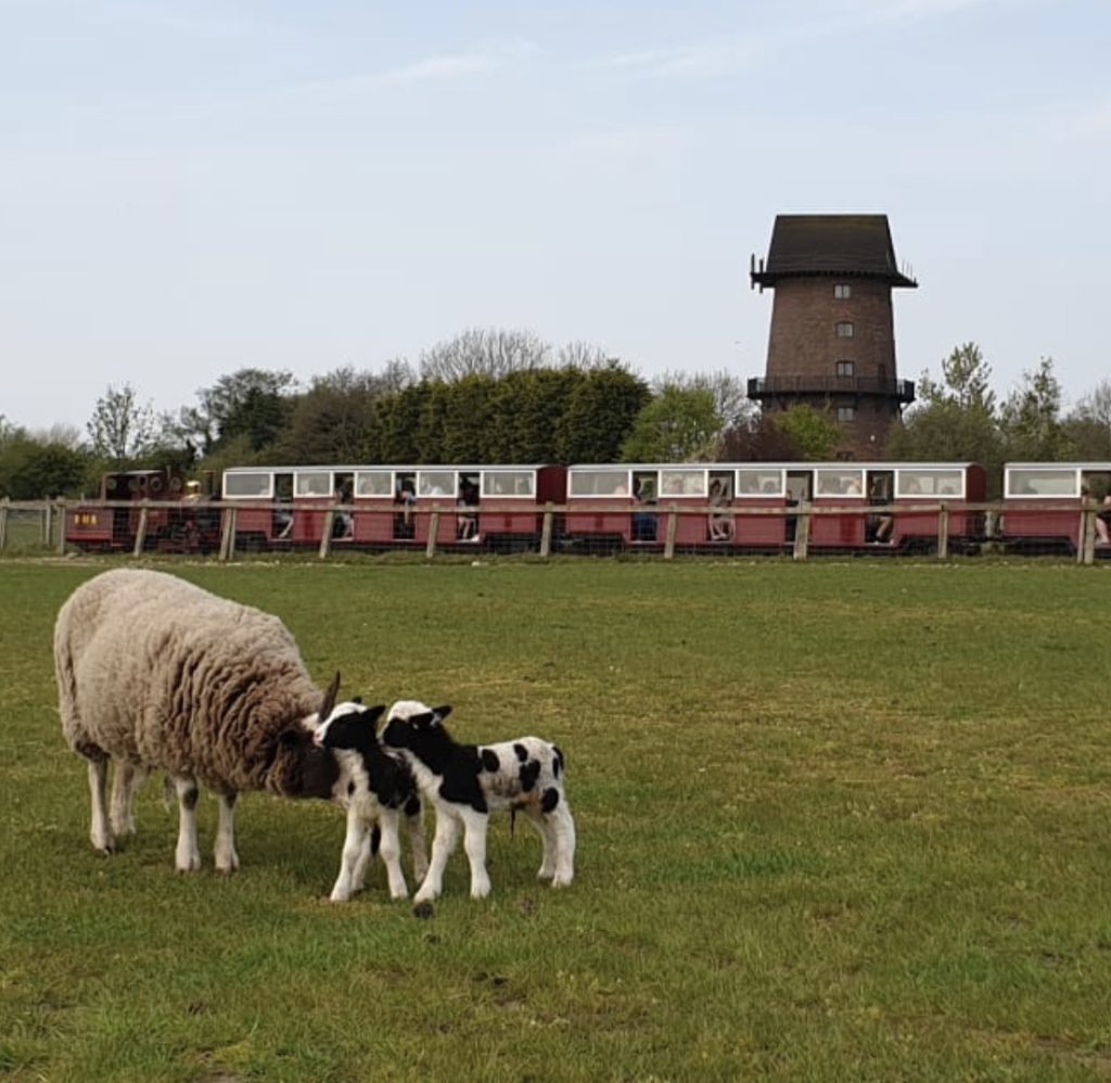 Today On The Farm – Windmill Animal Farm
